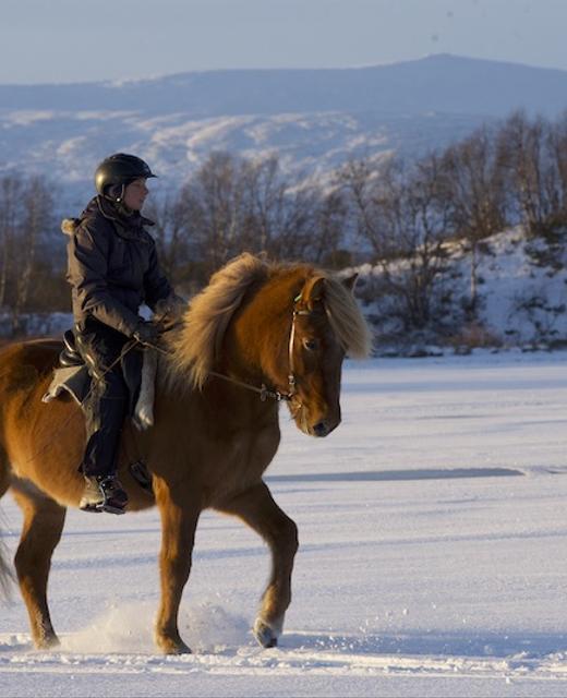 Horse Riding Holidays in Sweden | Horse Tours Club